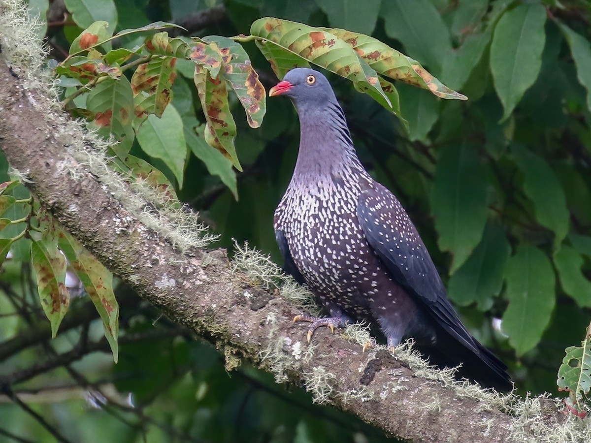 Cameroon Pigeon - Columba sjostedti - Birds of the World