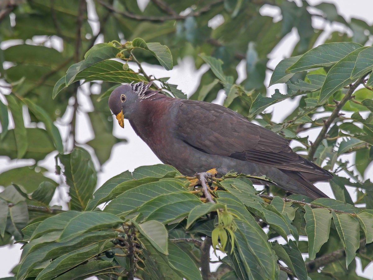Comoro Pigeon - Columba pollenii - Birds of the World