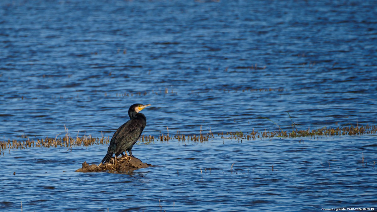 eBird Checklist - 22 Jan 2024 - L'Albufera PNat. Casa Trompon. Sueca ...