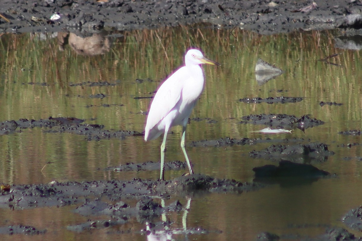 eBird Checklist - 24 Jan 2024 - Sampanit, Bago City - 22 species (+3 ...