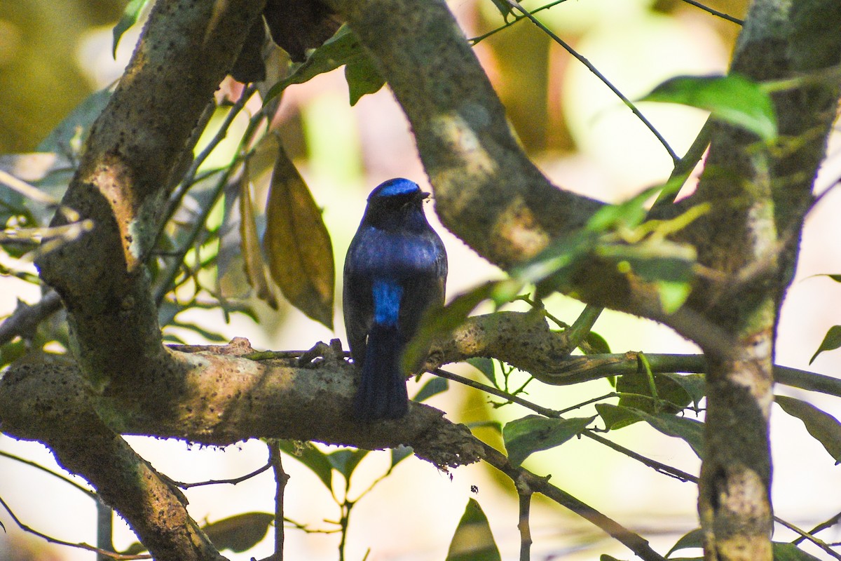eBird India Checklist - 20 Jan 2024 - F-3, Uttarakhand, IN (29.7, 78. ...