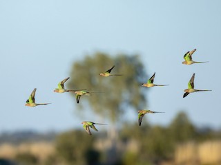 Princess Parrot - eBird