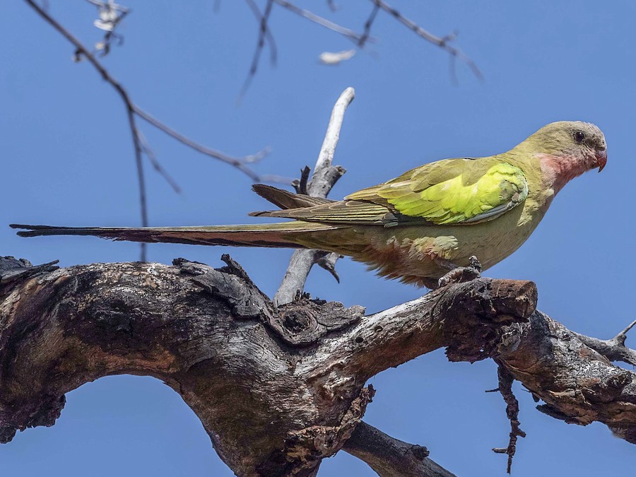 Princess Parrot - eBird