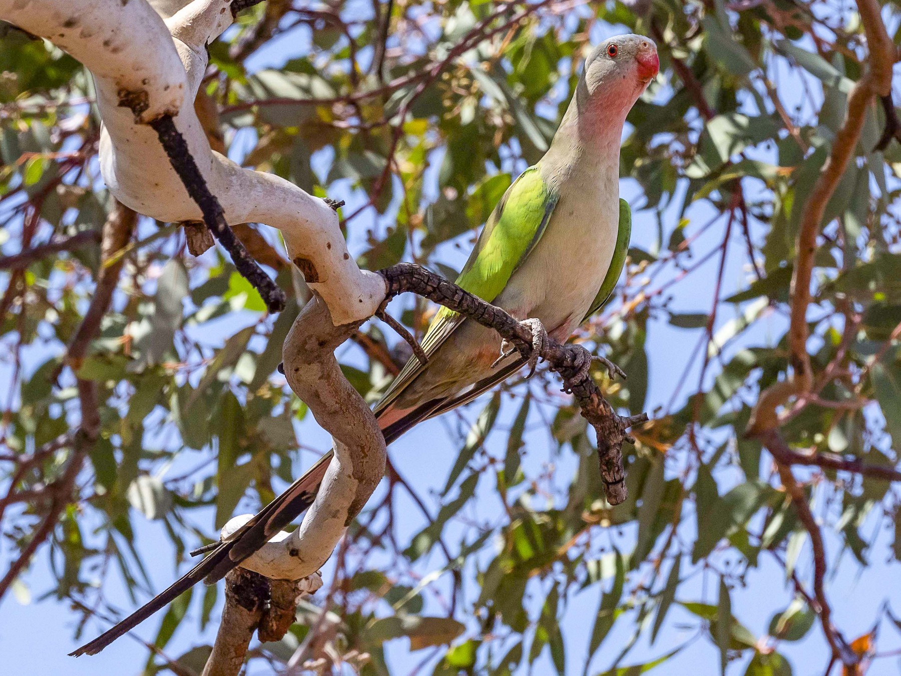 Princess Parrot - eBird