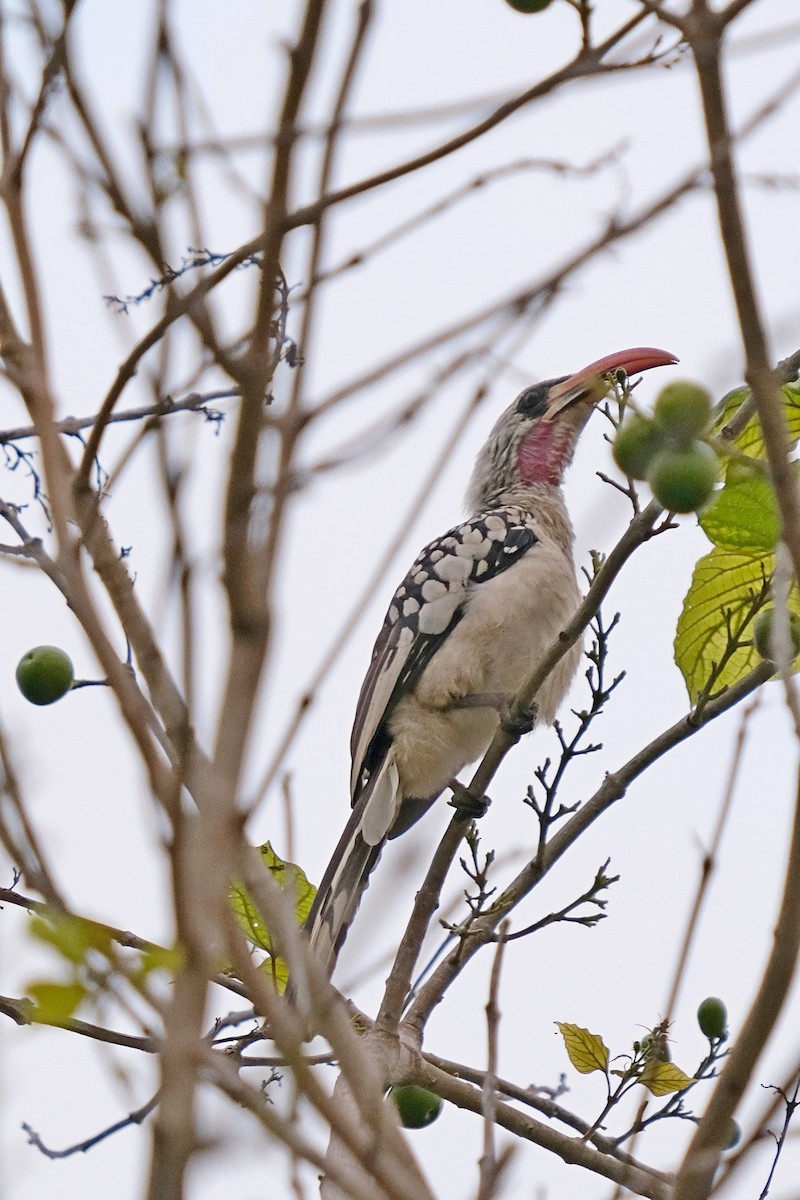 eBird Checklist - 17 Sep 2023 - Cap Sur Boucotte - 2 species