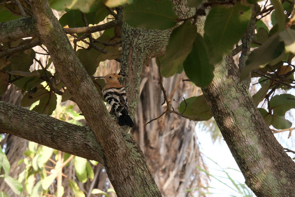 eBird Checklist - 29 Aug 2023 - Cap Sur Boucotte - 1 species