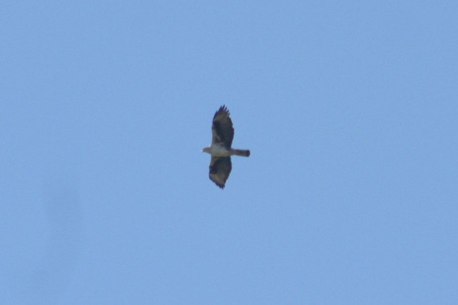 eBird Portugal Checklist - 24 Jan 2024 - PN Arrábida--Serra do Louro ...