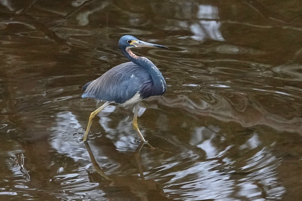 eBird Checklist - 24 Jan 2024 - Bayfront Park/Village Point (Daphne ...