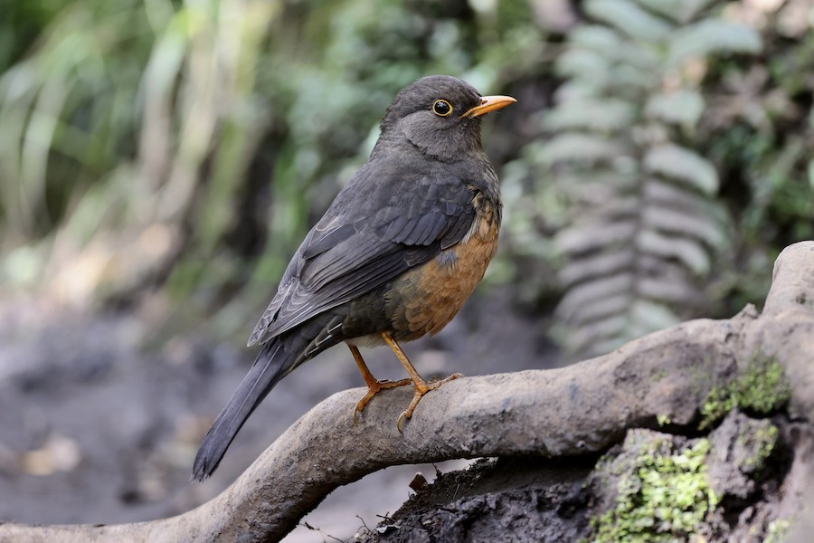 Island Thrush (Sumatran) - eBird