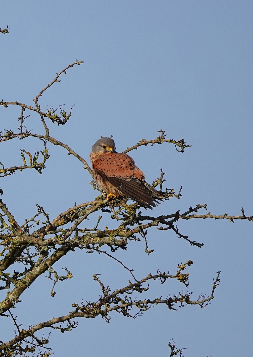 eBird Checklist - 24 Jan 2024 - Snave Kent - 8 species