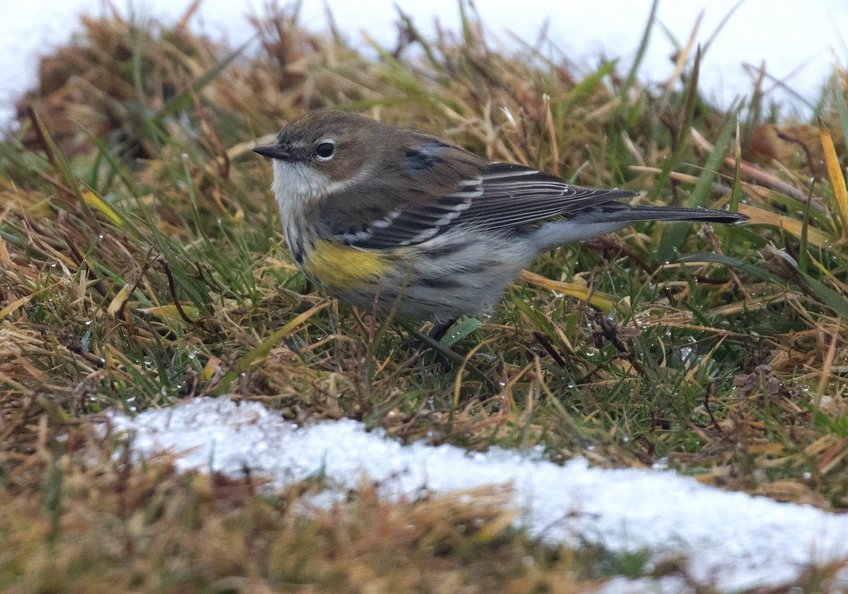 eBird Checklist - 24 Jan 2024 - Swan Harbor Farm Park - 28 species