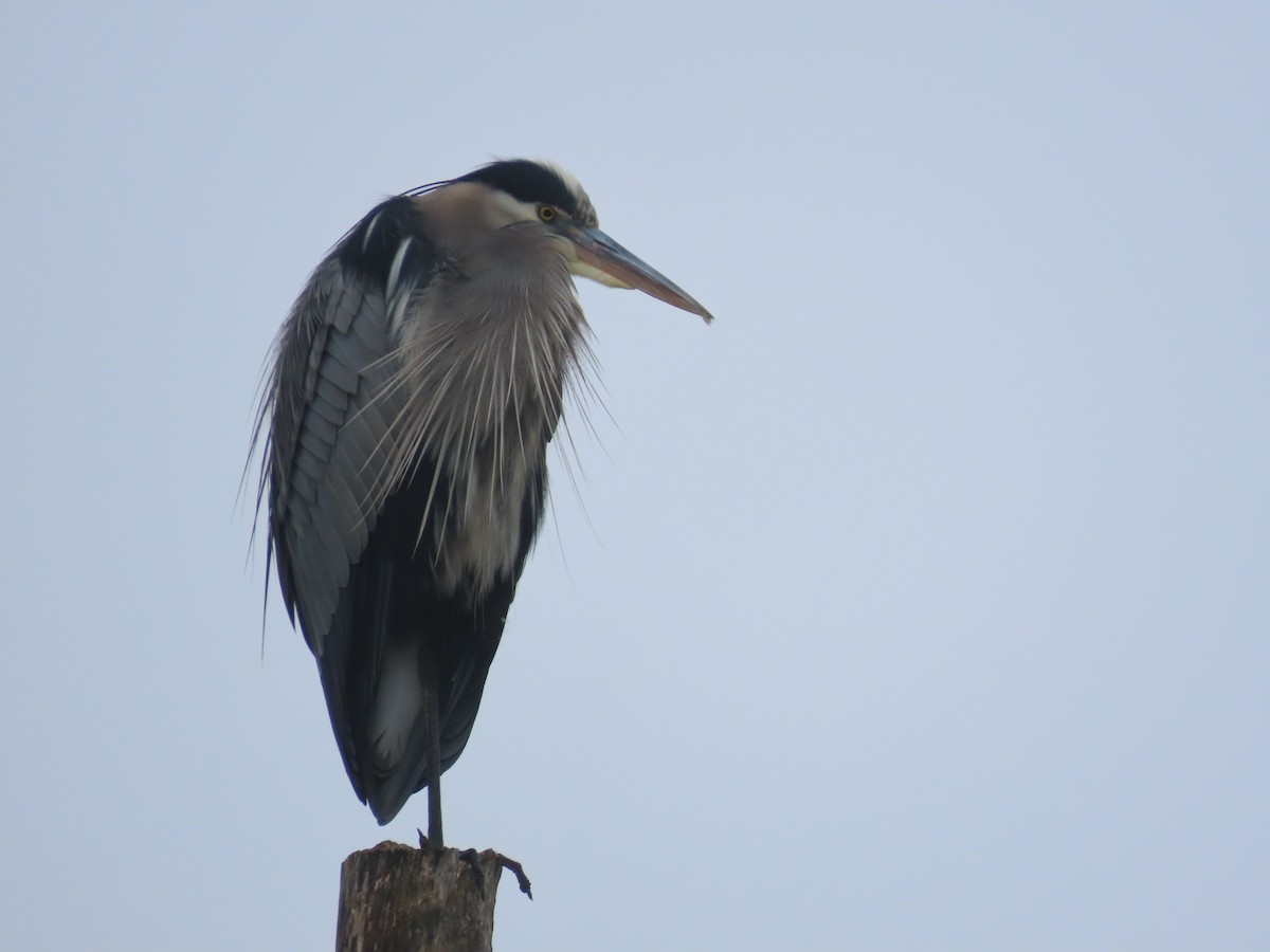 eBird Checklist - 24 Jan 2024 - Wallkill River NWR--Wood Duck Trail ...
