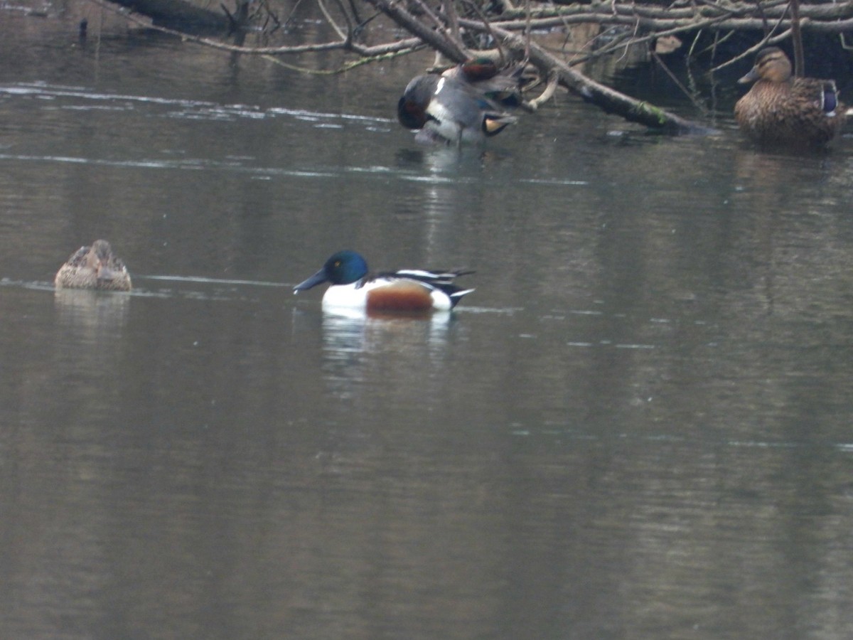 Pennsylvania Bird Atlas Checklist - 24 Jan 2024 - Kriner Rd. Ponds - 5 species