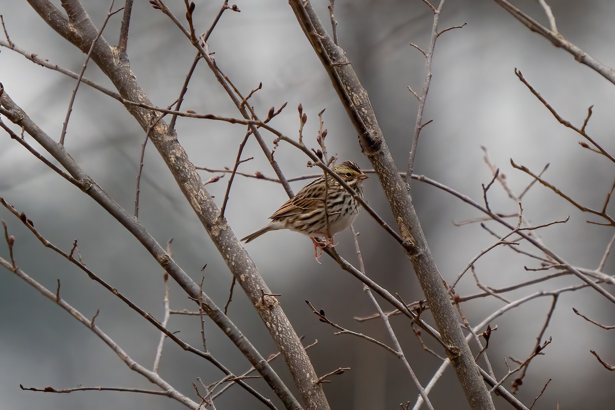 Pennsylvania Bird Atlas Checklist - 24 Jan 2024 - 300–498 Kuster Rd, Selinsgrove US-PA (40.7913 ...