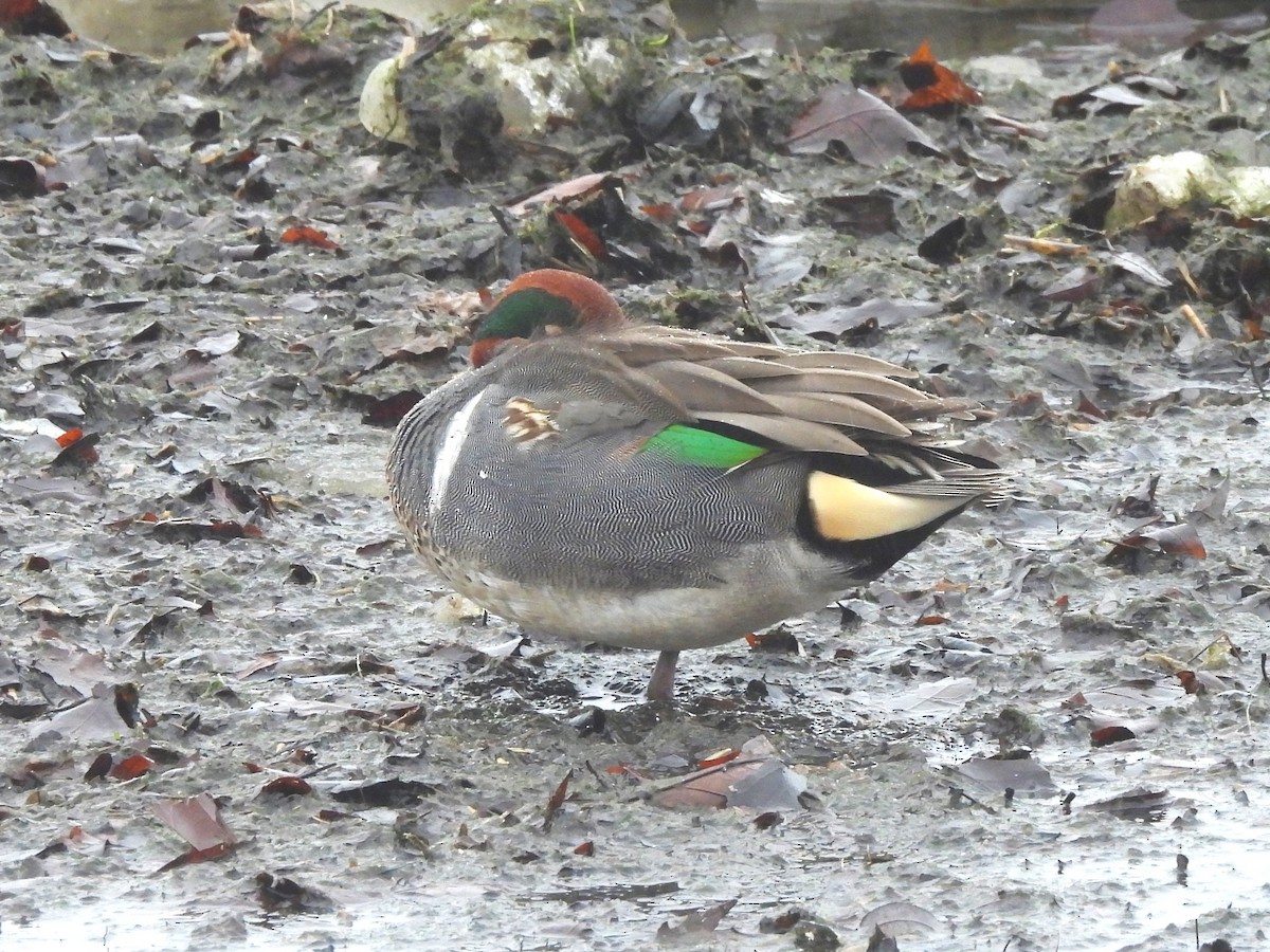eBird Checklist - 24 Jan 2024 - Oakville--Bronte Harbour - 17 species