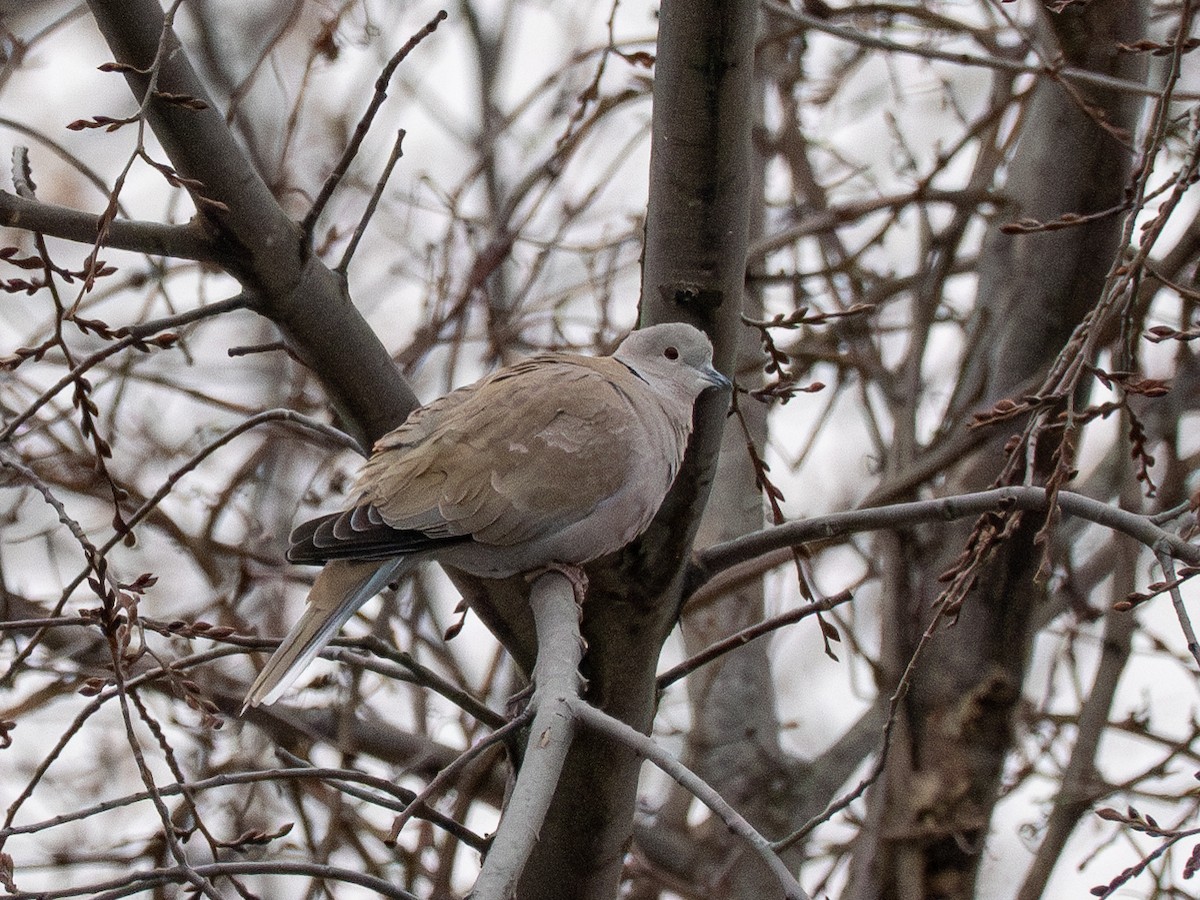 eBird Checklist - 24 Jan 2024 - Neal Ave S--south of 70th St. - 4 species