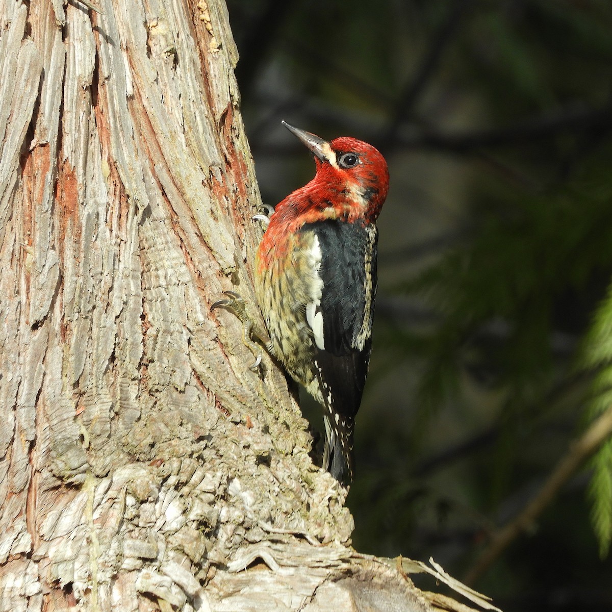 eBird Checklist - 24 Jan 2024 - Railroad Bridge Park - 36 species (+4 ...