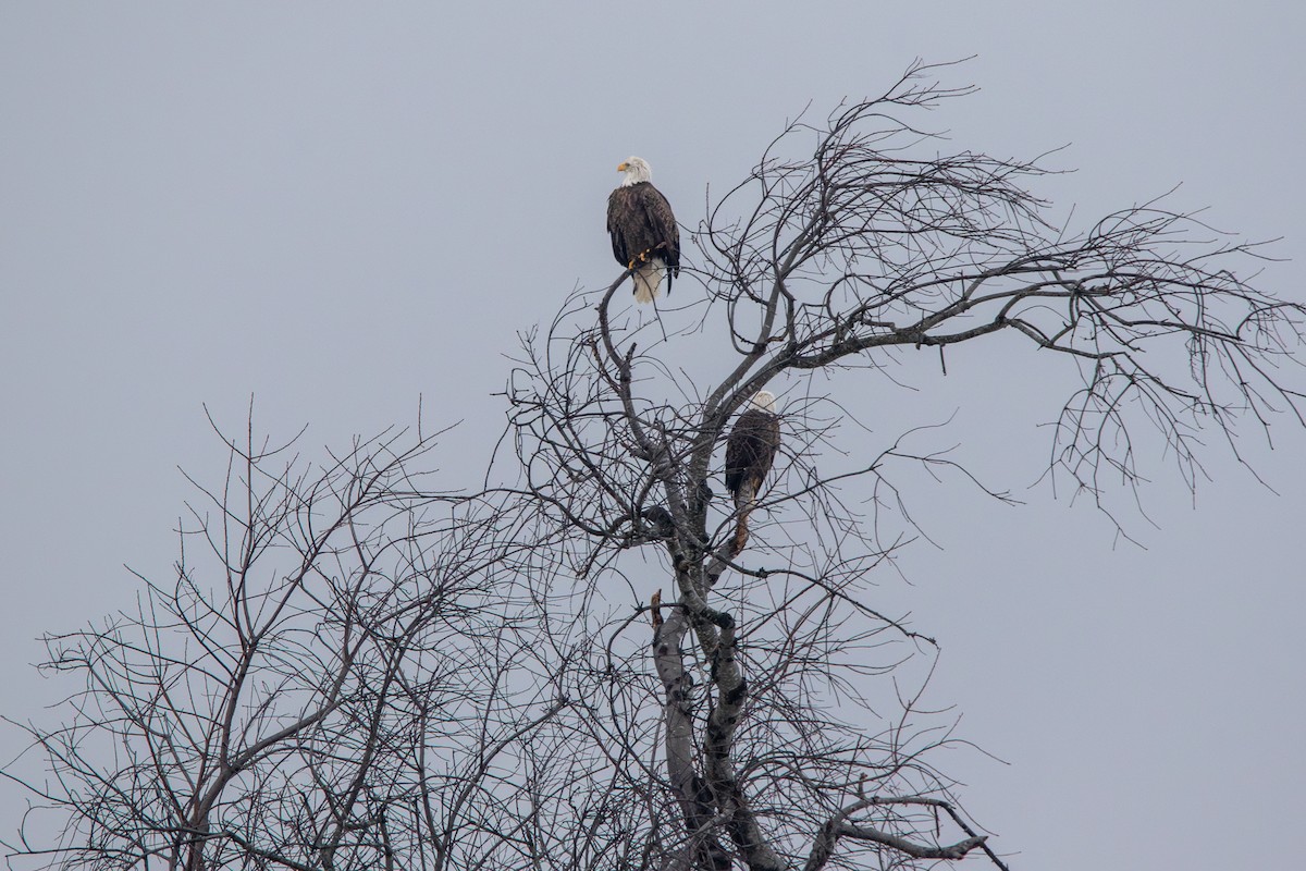 eBird Checklist - 24 Jan 2024 - Eagle Tree - 1 species