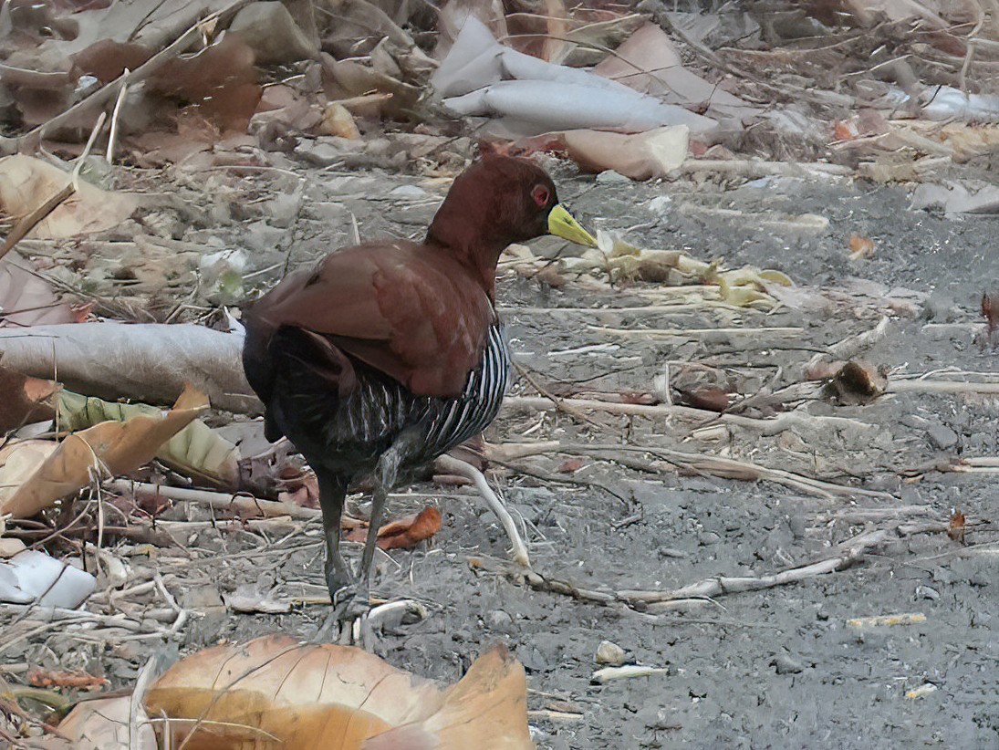 Andaman Crake - eBird