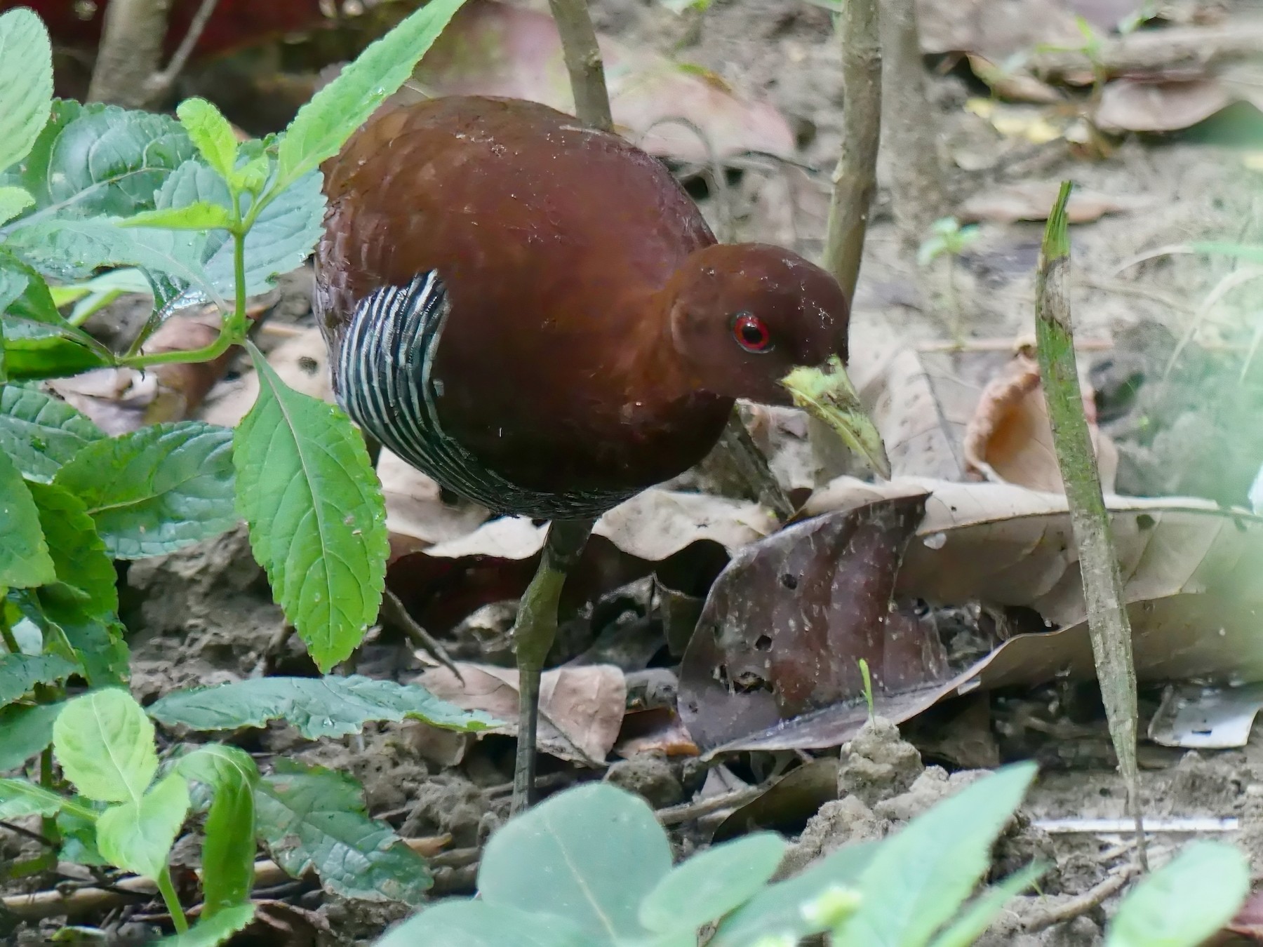 Andaman Crake - eBird