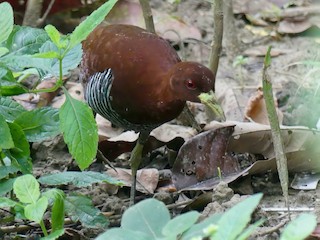Andaman Crake - eBird