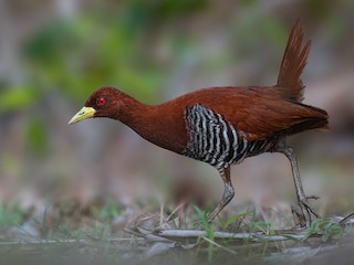 Andaman Crake - eBird