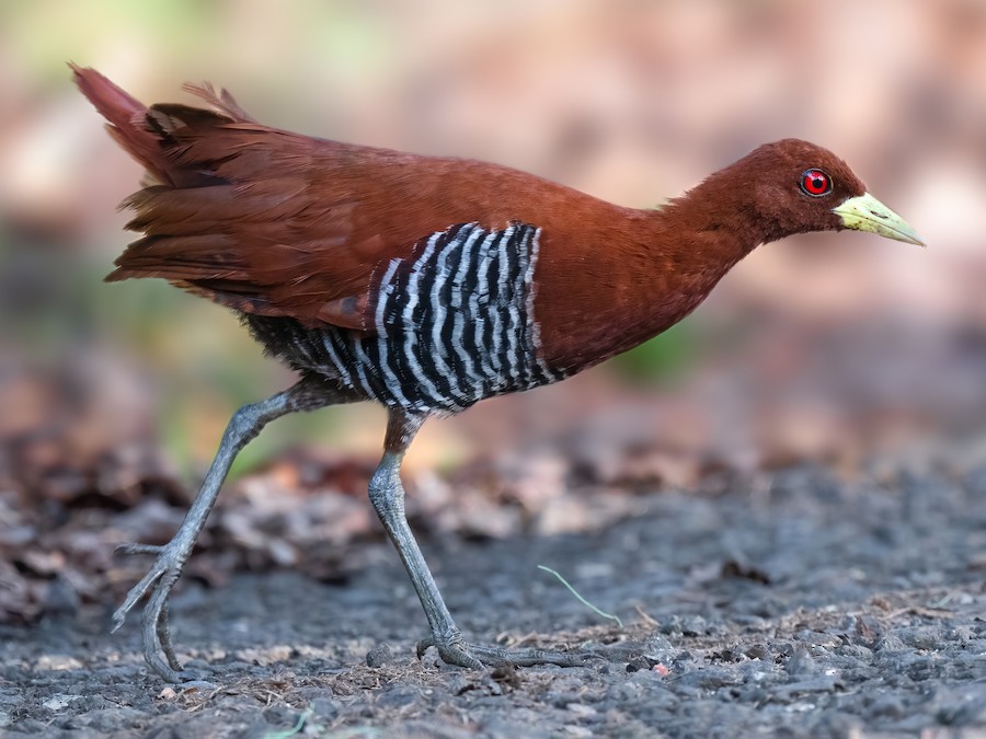 Andaman Crake - eBird