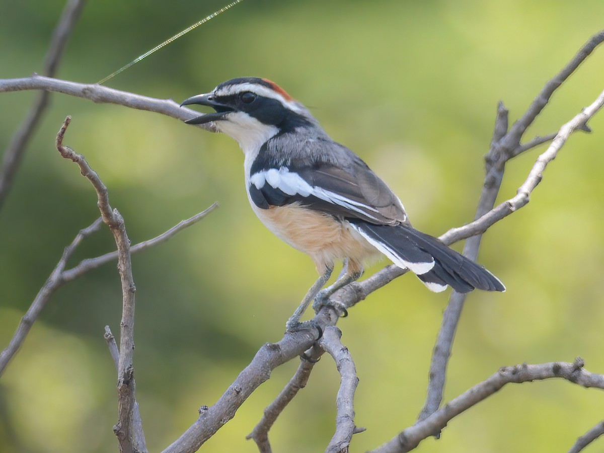 Red-naped Bushshrike - Laniarius ruficeps - Birds of the World