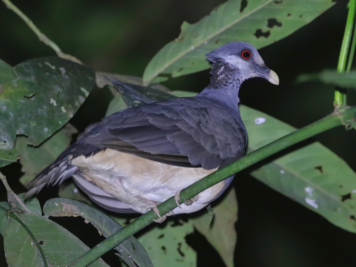 Thick-billed Ground-Pigeon - Trugon terrestris - Birds of the World
