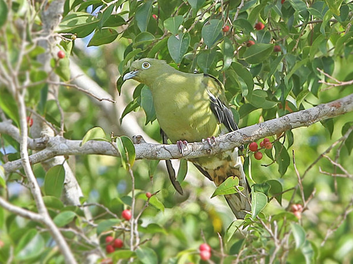 Timor Green-Pigeon - Treron psittaceus - Birds of the World