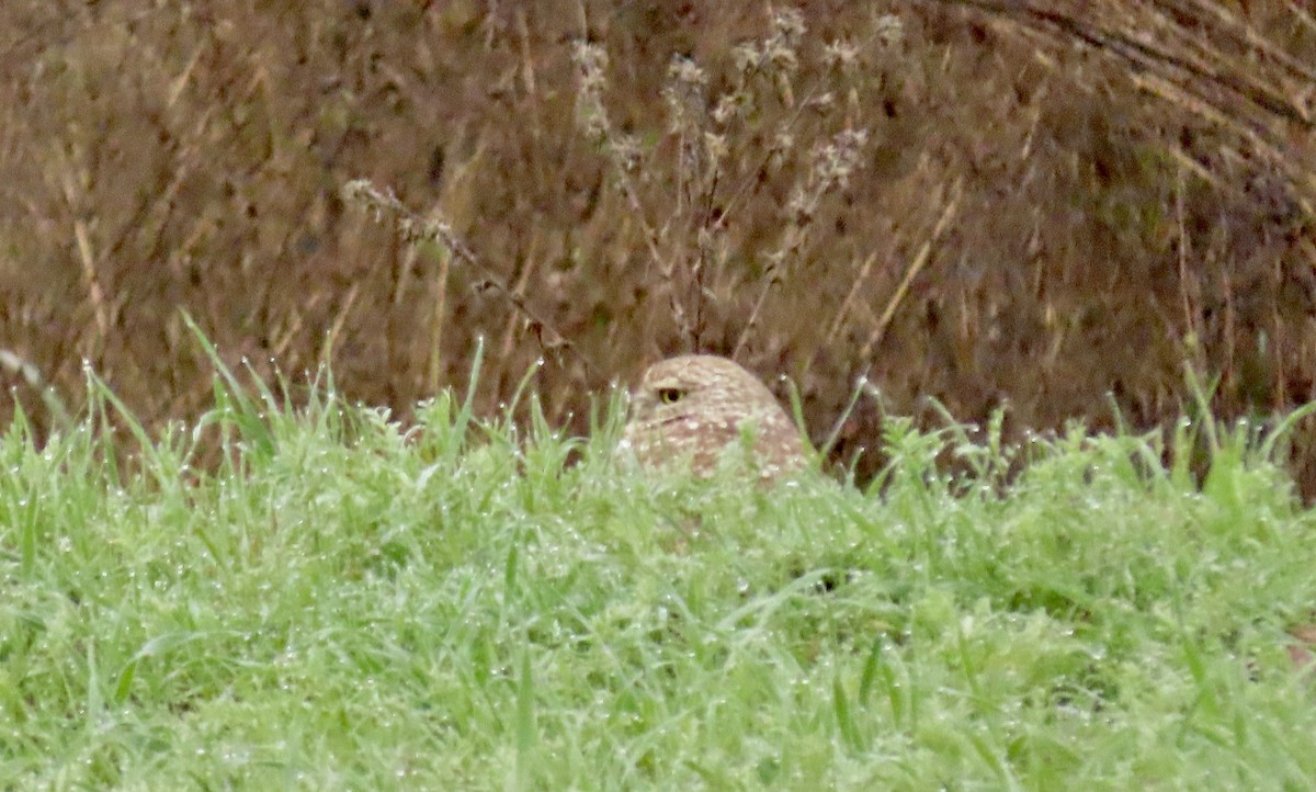 eBird Checklist - 24 Jan 2024 - Turri Road - 2 species