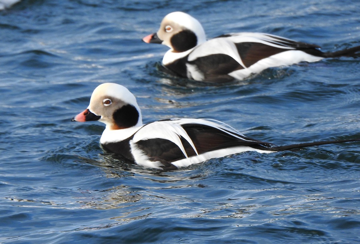 eBird Checklist - 25 Jan 2024 - Hel--Harbour - 7 species