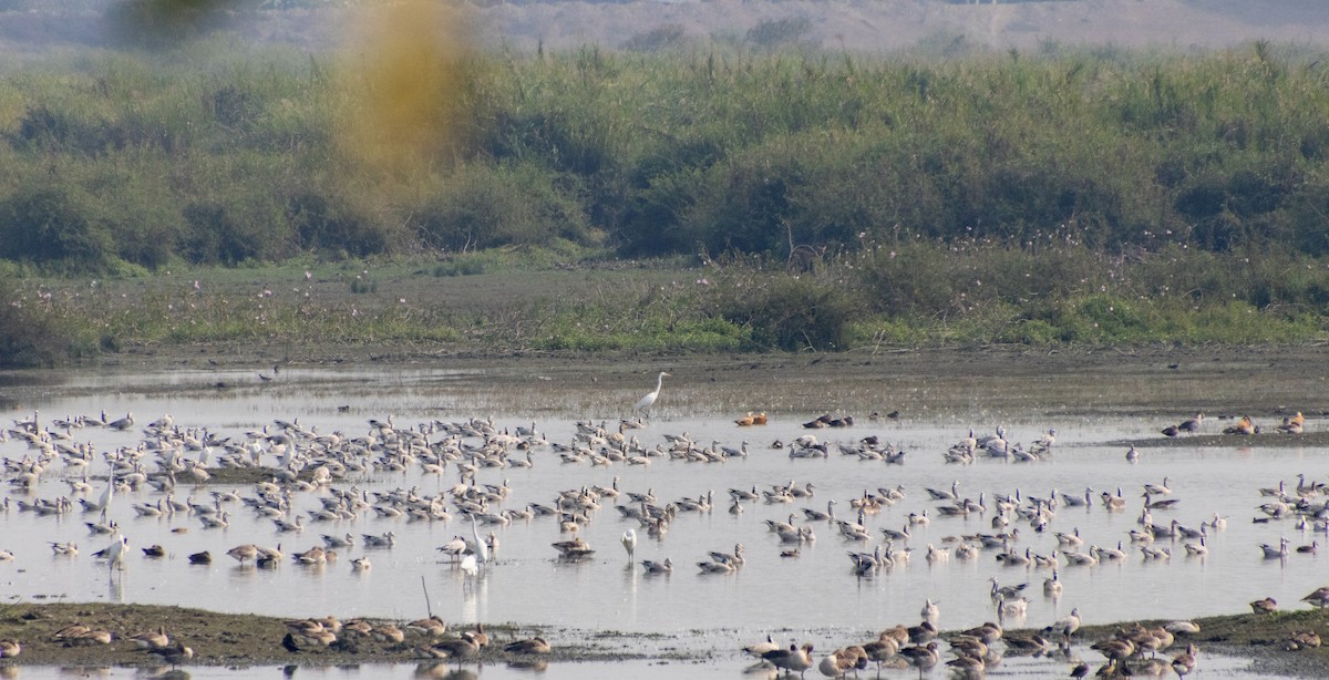 eBird India Checklist - 25 Jan 2024 - Kaziranga 6th edition - 65 species