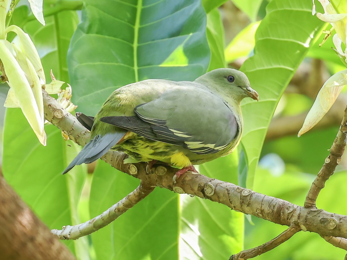 Comoro Green-Pigeon - Treron griveaudi - Birds of the World