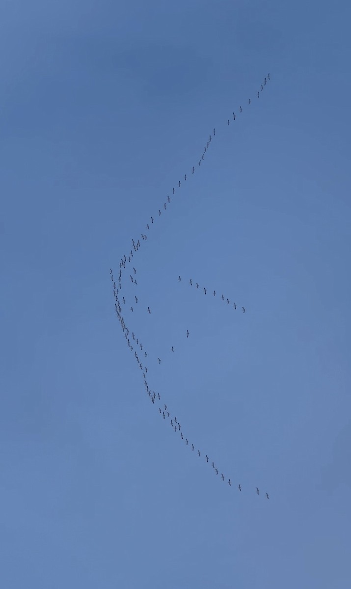 Pennsylvania Bird Atlas Checklist - 20 Jan 2024 - Bryn Coed Preserve (closed Thursdays) - 11 species