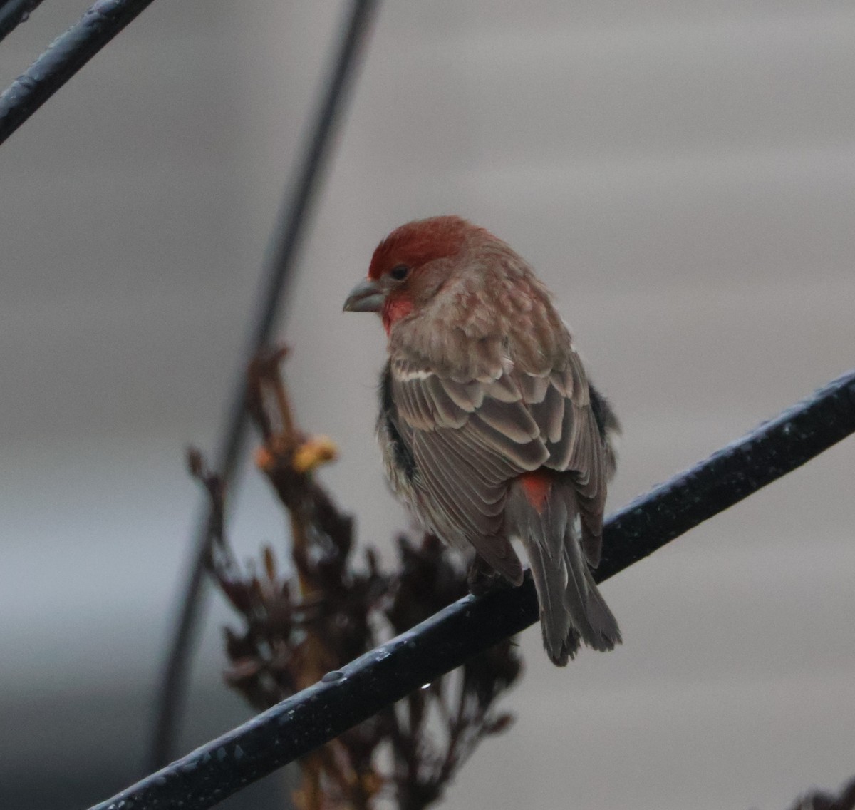 eBird Checklist - 25 Jan 2024 - Home (north side, Chicago) - 3 species