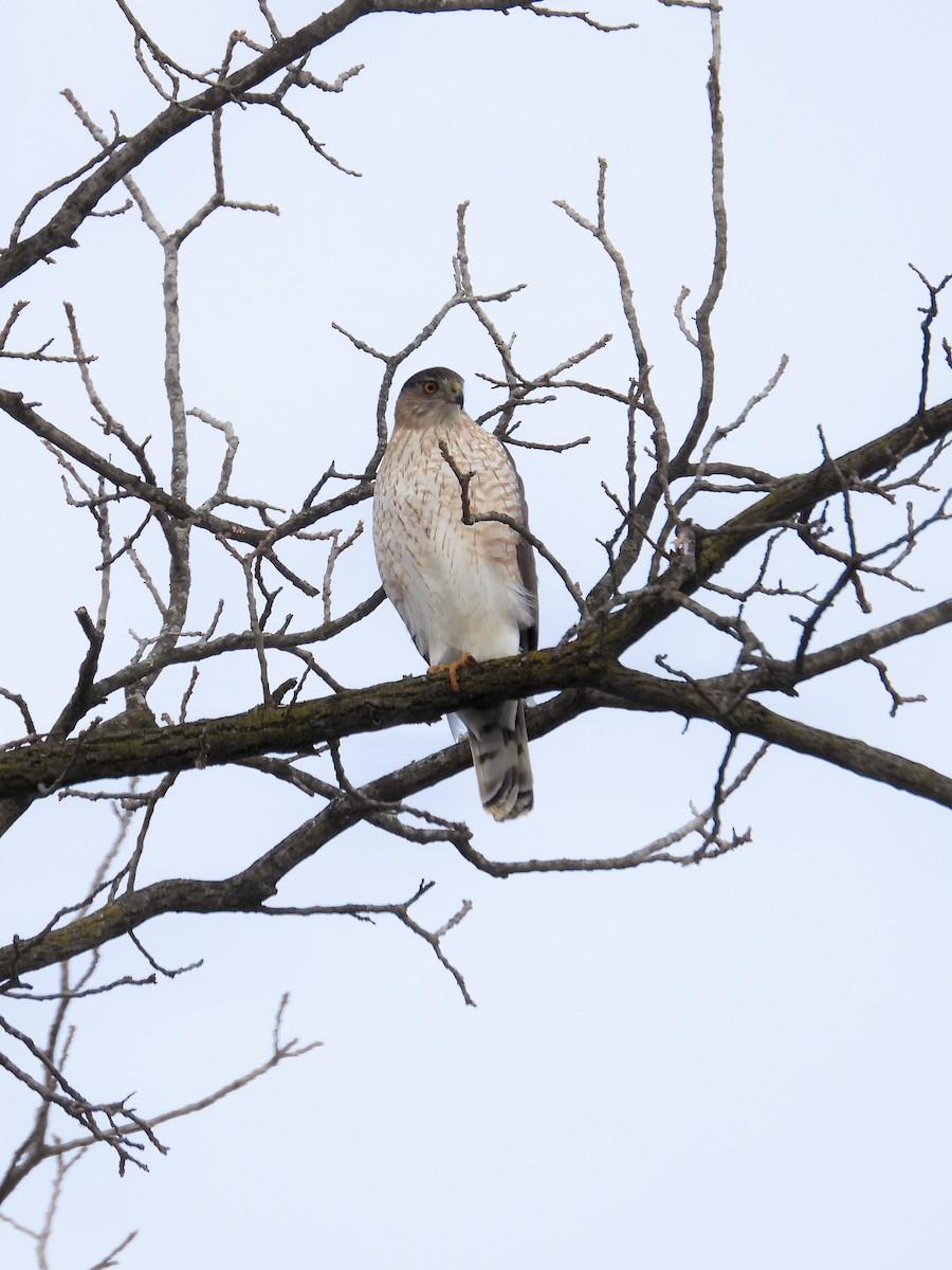 Pennsylvania Bird Atlas Checklist - 23 Jan 2024 - Fulton - CitoRd south section - 18 species