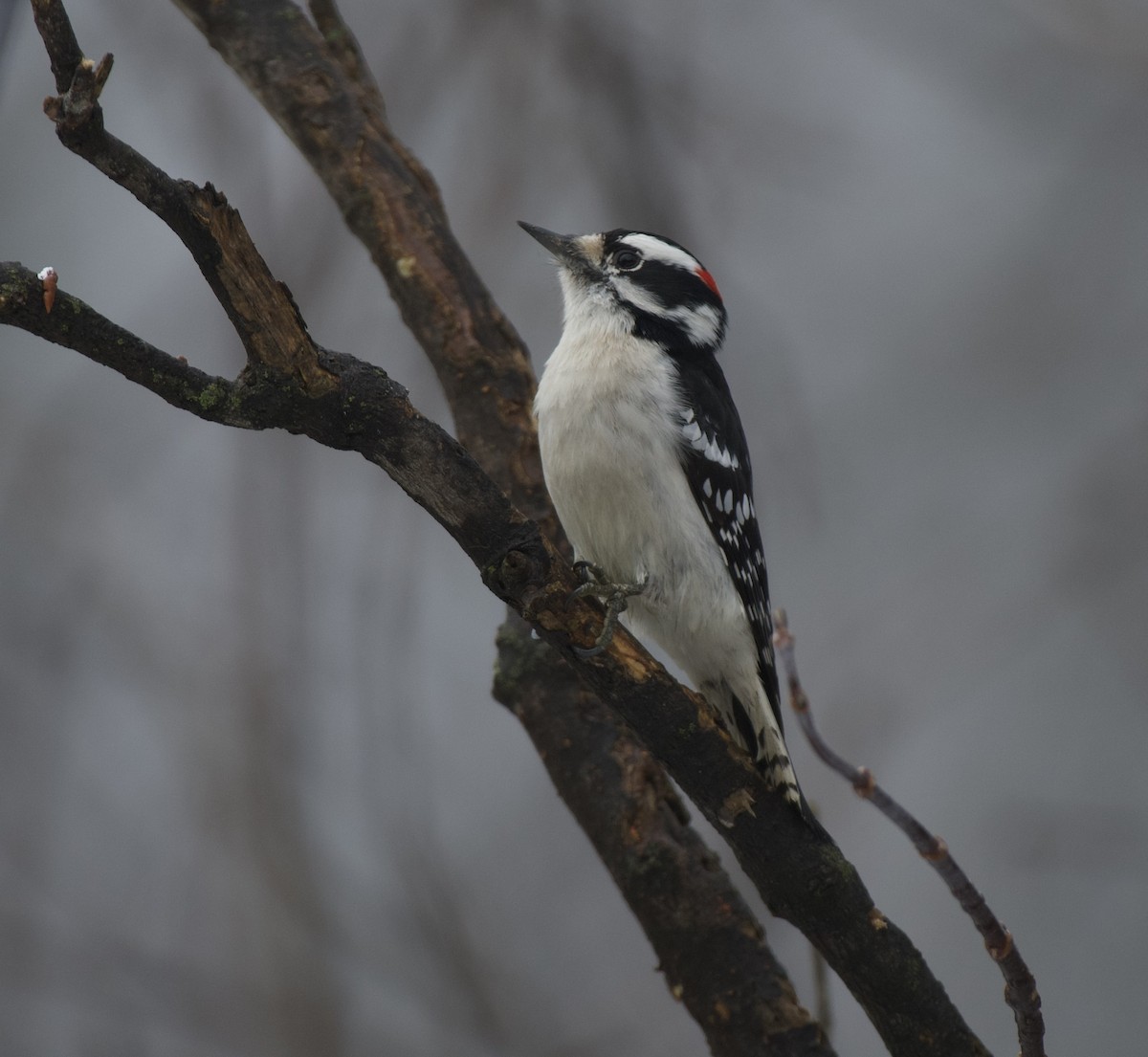 eBird Checklist - 25 Jan 2024 - Flushing Twp. Nature Park - 31 species