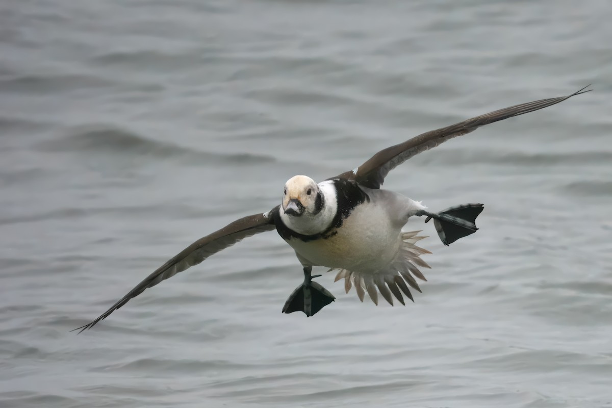 eBird Checklist - 25 Jan 2024 - Oakville--Bronte Harbour - 17 species