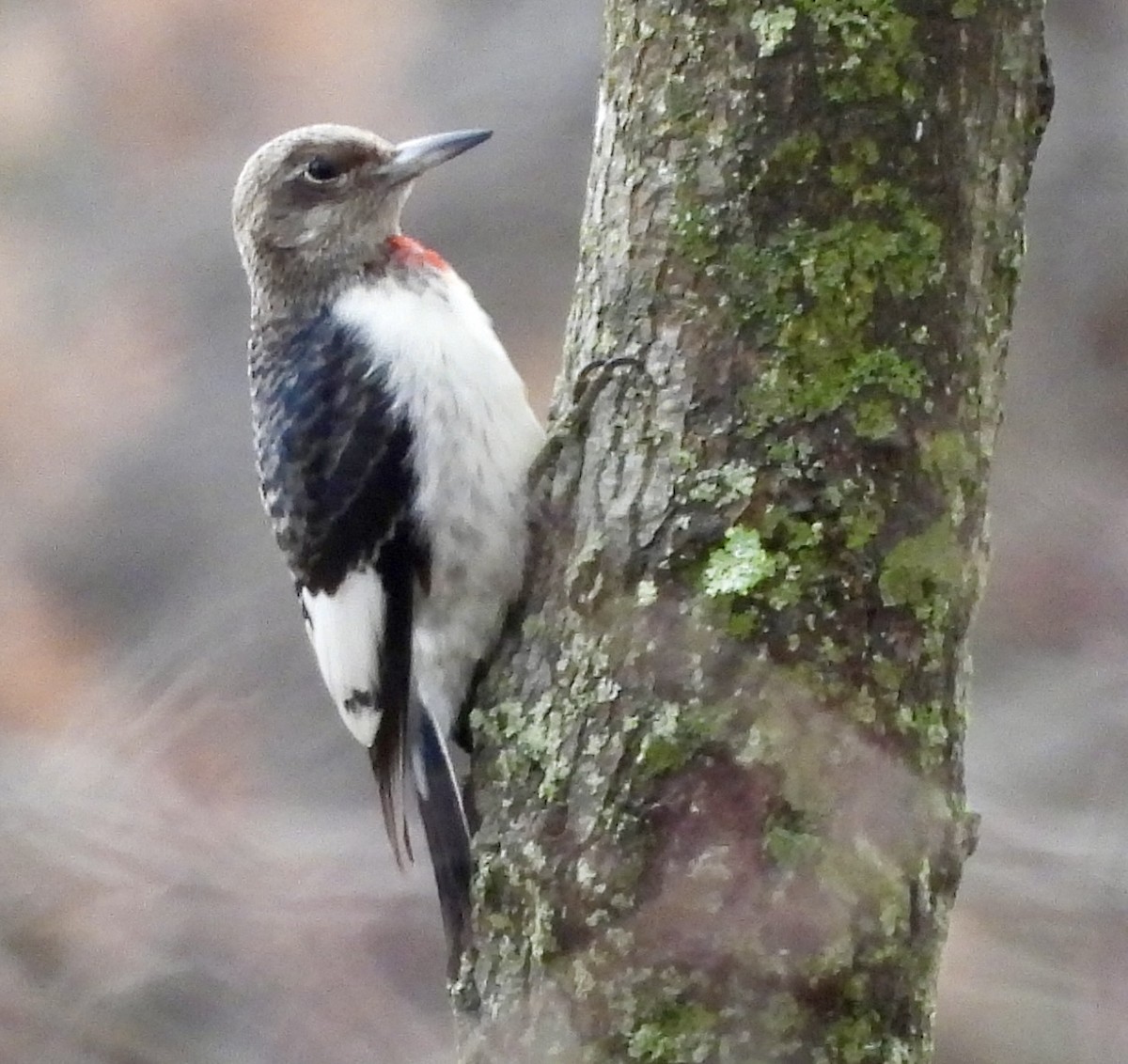 New York Breeding Bird Atlas Checklist - 25 Jan 2024 - Harriman SP ... New York Breeding Bird Atlas Checklist - 25 Jan 2024 - Harriman SP ...
