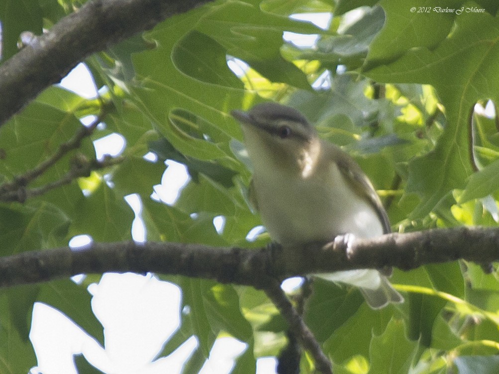 eBird Checklist - 11 May 2012 - Prairie Creek Park (Collin Co. portion ...