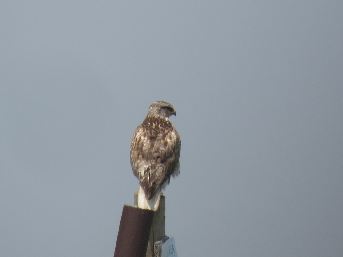 eBird Checklist - 6 Aug 2021 - Two Buttes SWA - 20 species