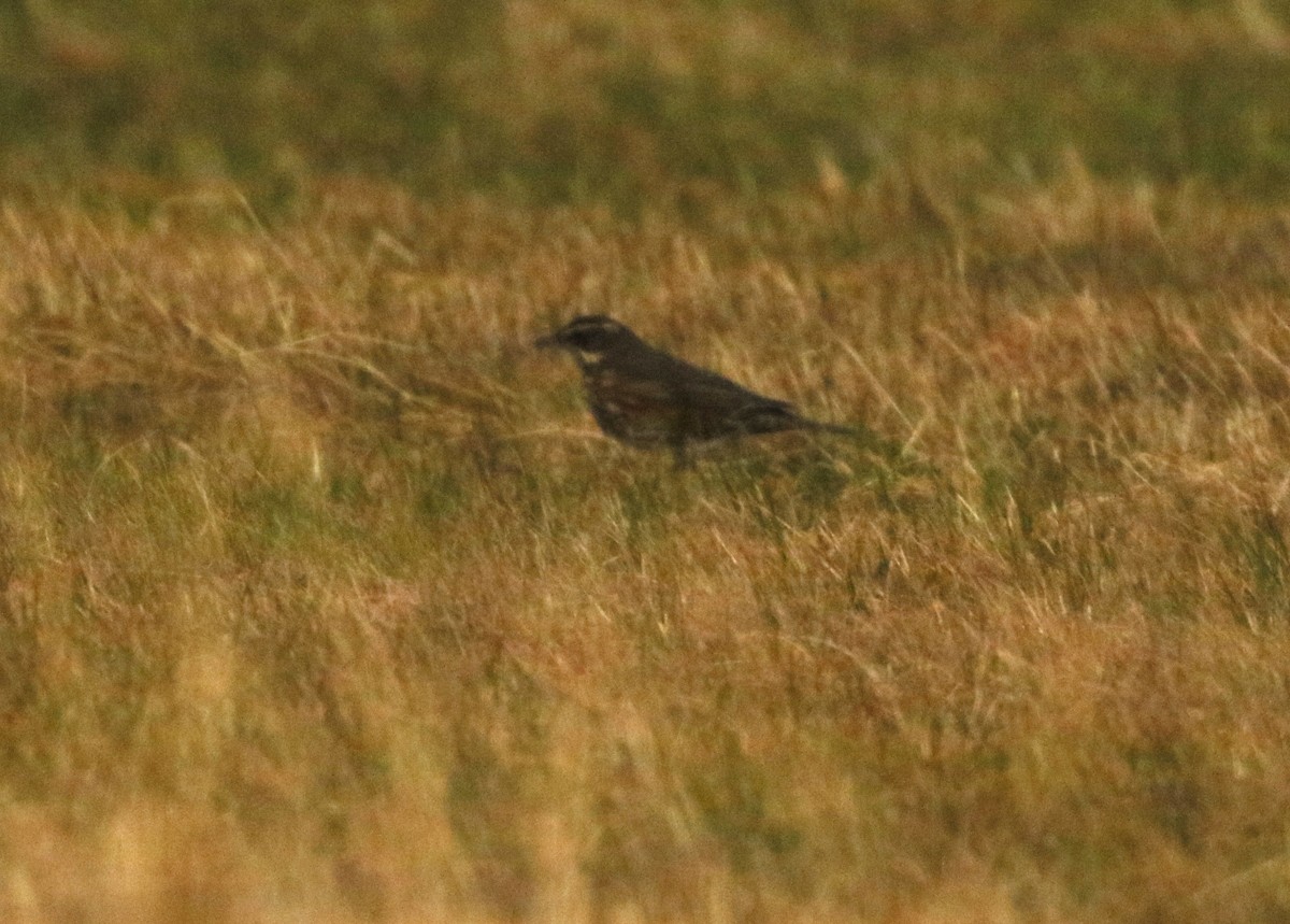 eBird Checklist - 26 Nov 2022 - Síða--Foss - 1 species