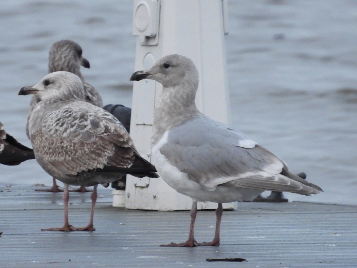 eBird Checklist - 25 Jan 2024 - Newburgh Waterfront, Hudson River - 8 ...