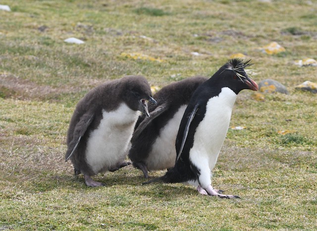 Photos - Western Rockhopper Penguin - Eudyptes chrysocome - Birds of ...