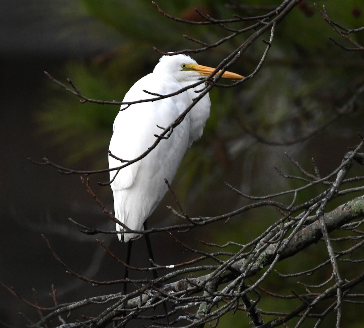 eBird Checklist - 25 Jan 2024 - Home, Kitty Hawk Bay Dr., Colington ...