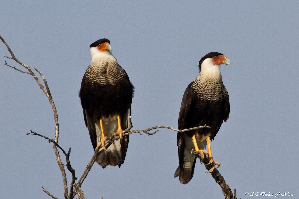 eBird Checklist - 20 Jan 2012 - Salineño Wildlife Preserve (LTC 080 ...