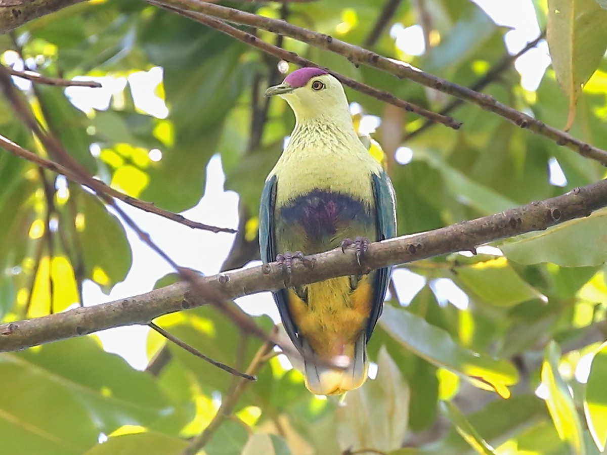 Purple-capped Fruit-Dove - Ptilinopus ponapensis - Birds of the World