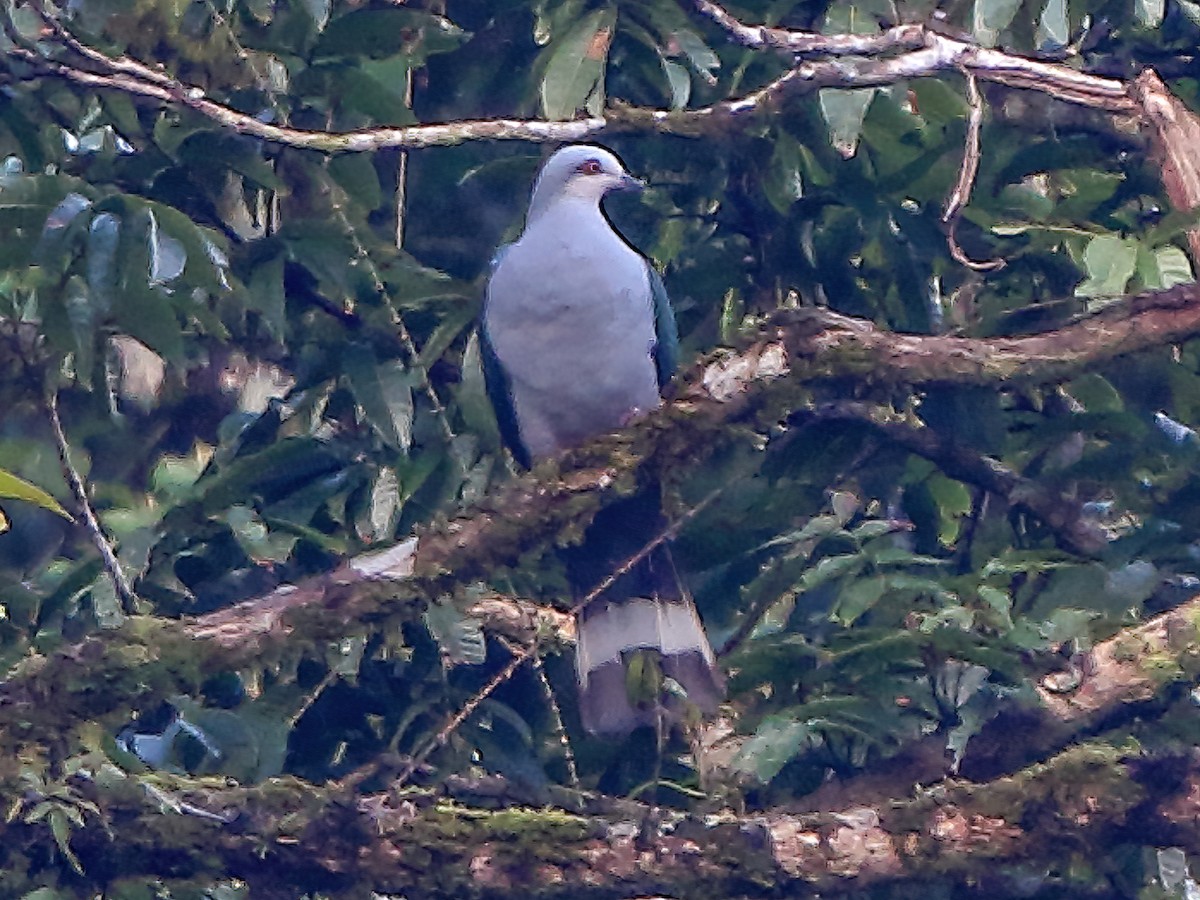 Mindoro Imperial-Pigeon - Ducula mindorensis - Birds of the World
