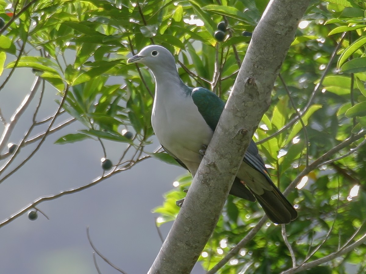Seram Imperial-Pigeon - Ducula neglecta - Birds of the World